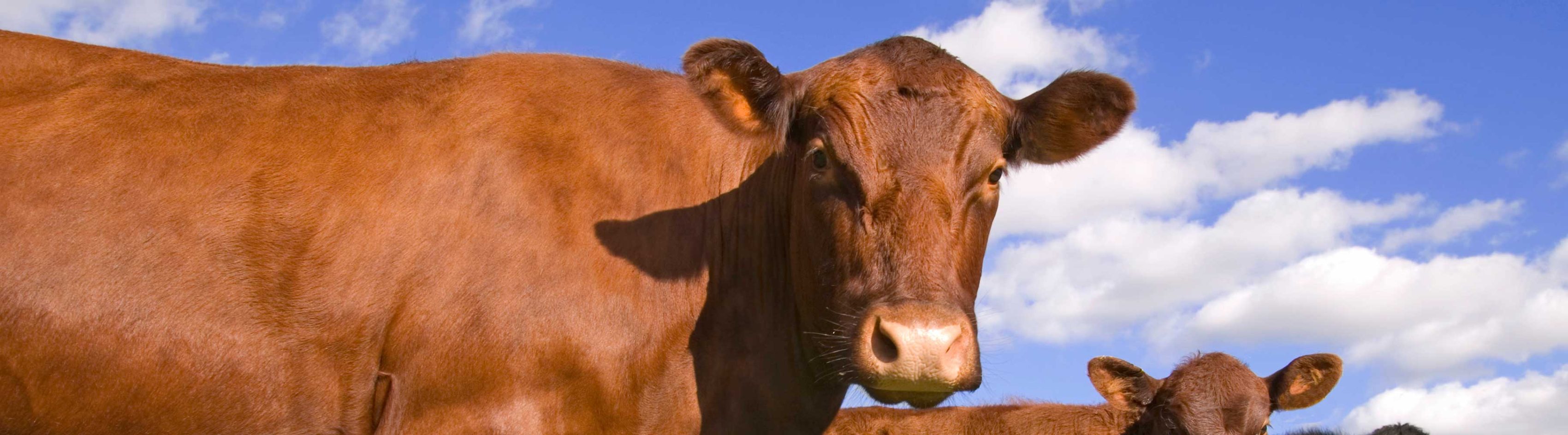 Beef Cattle | Health Products | Coopers Animal Health