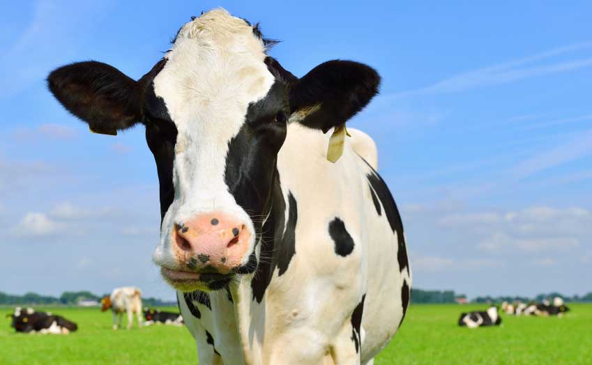 Coopers Animal Health | Livestock Health & Productivity Products